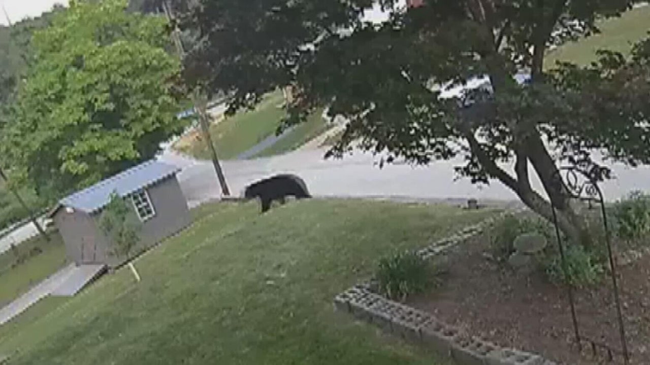 Bear caught on camera in Pittsburgh neighborhood
