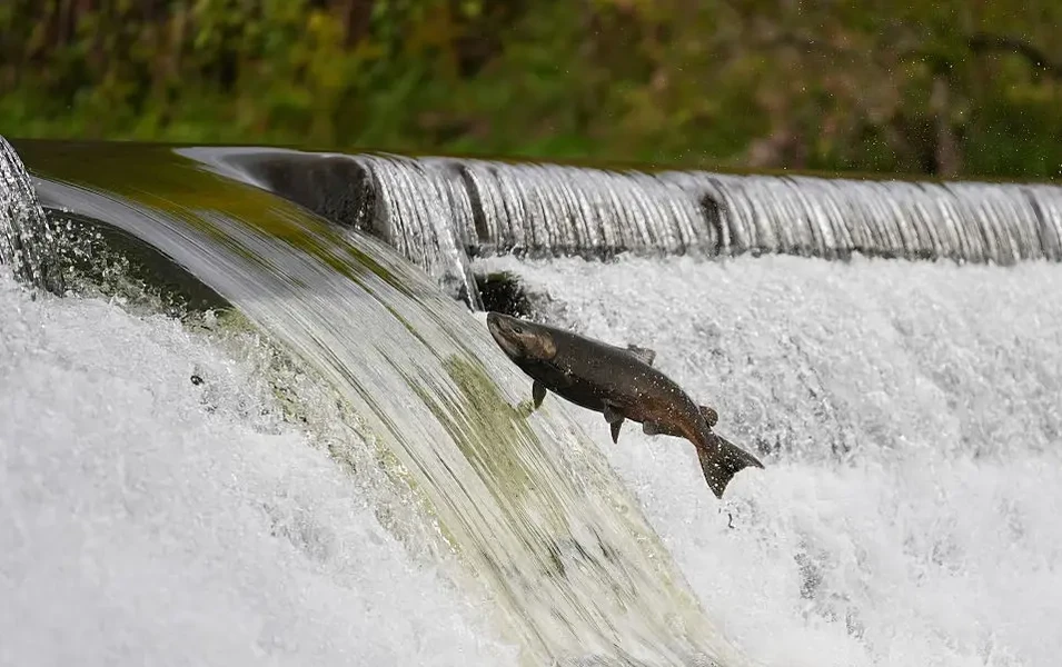 Fish evolve in dam-shaped rivers, challenging restoration goals