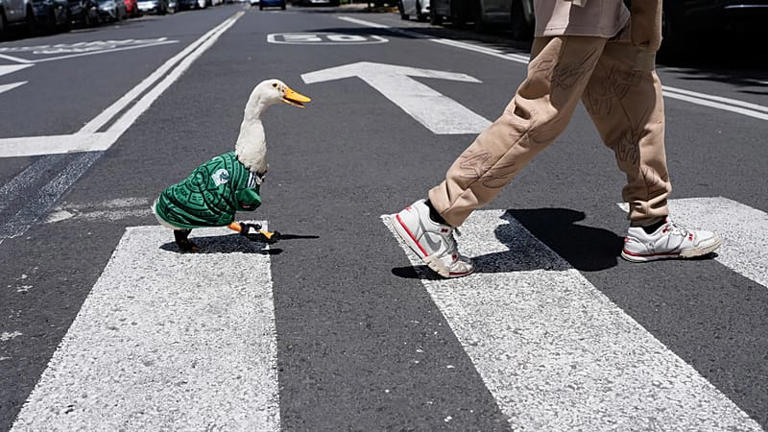 Ördek Merlin: Dünya Kupası'nda viral maskot oldu