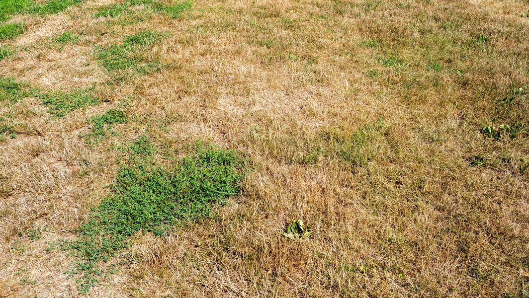 How to water your lawn in extreme heat