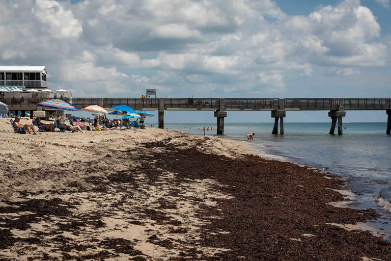 We've dealt with it, now World Cup visitors experience stinky seaweed