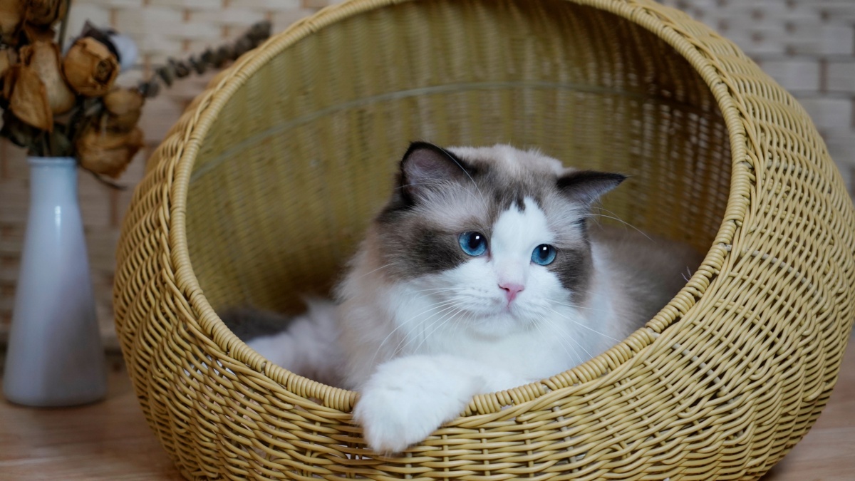 These are the clingiest cat breeds, according to experts