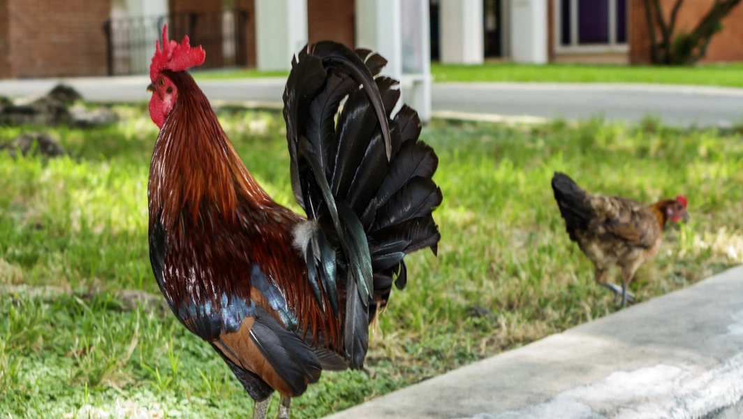 5 clever and unusual pet names
