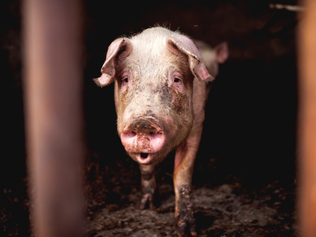 New 'pig butchering' cryptocurrency scam targets Bergen County ...