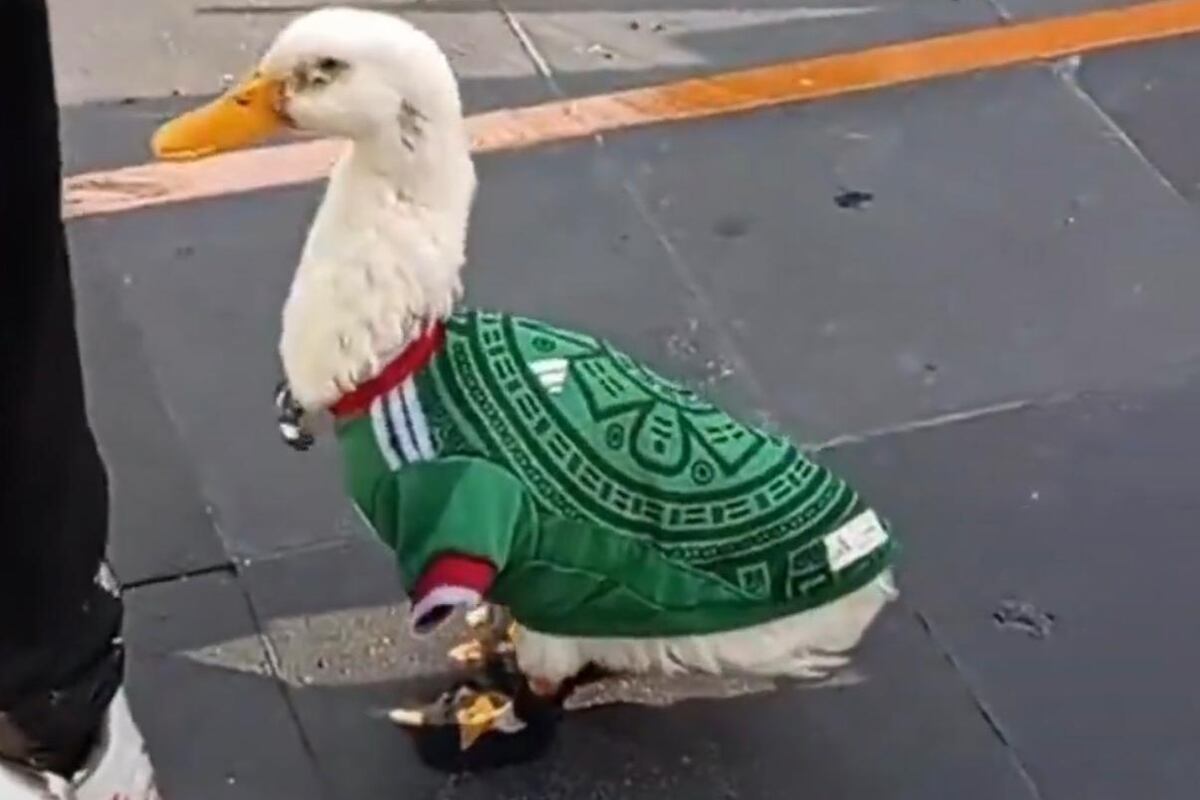 ¡Fan número 1 del Tri! El pato Merlín se convierte en amuleto de México ...