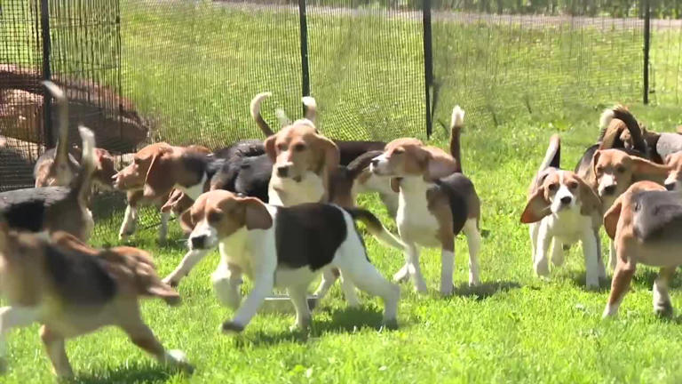 Ridglan Farms beagles: Big Dog Ranch Rescue secures release of ...