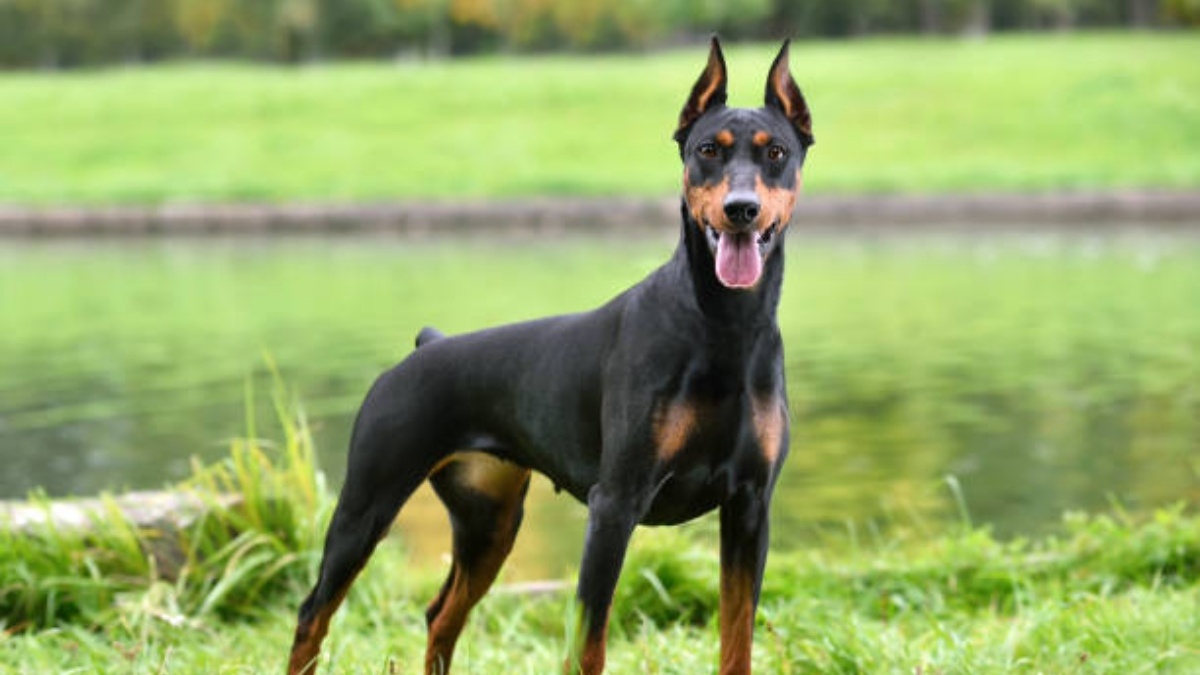 Dog breeds that form the strongest bonds with their owners