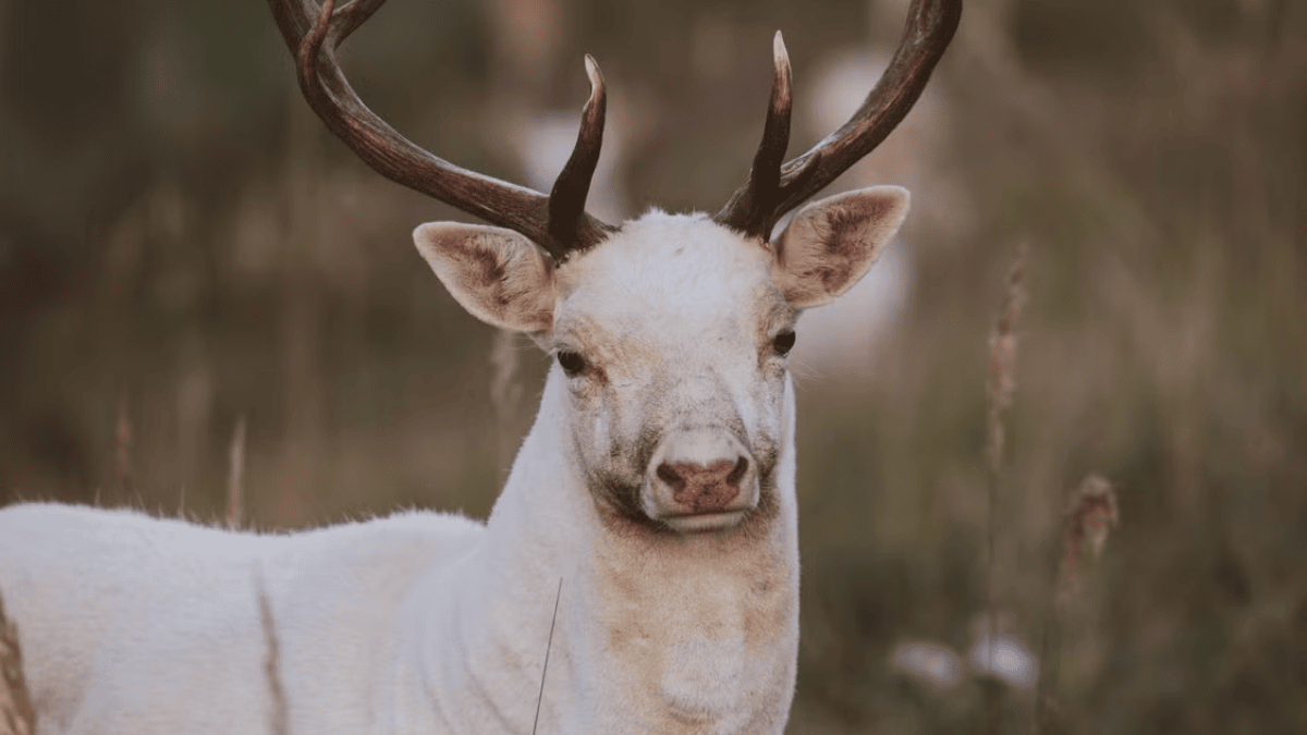 Like a Disney movie! 7 animals people can't believe are real