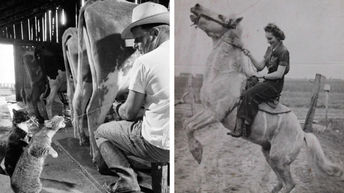 These 25 vintage images capture the heart of farm life