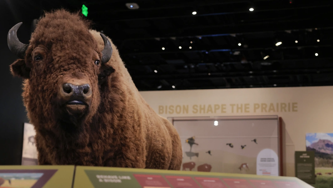 8 remarkable bison of unusual size and strength