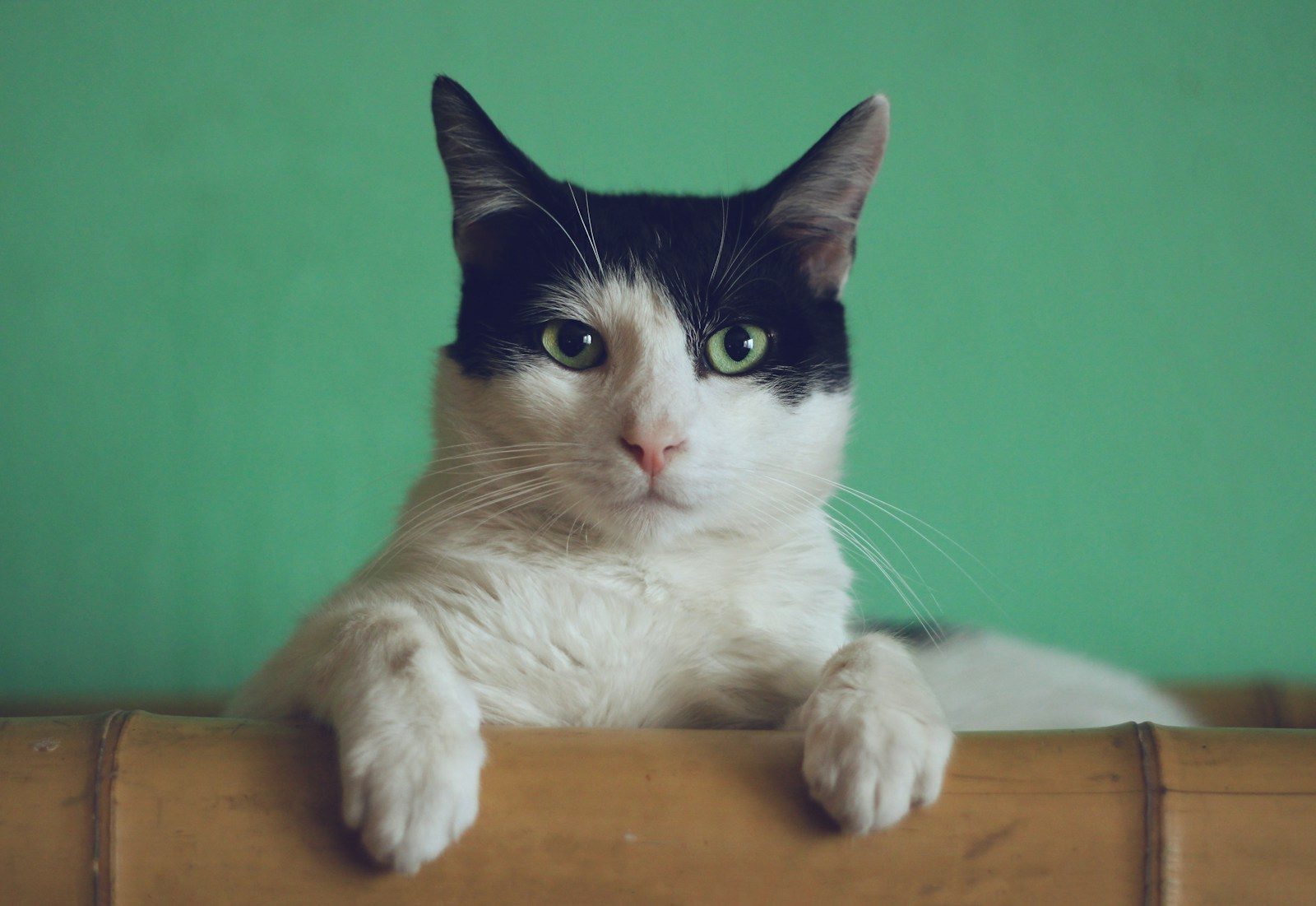 When a cat knows it’s nearing the end, it may leave these 6 signs for ...