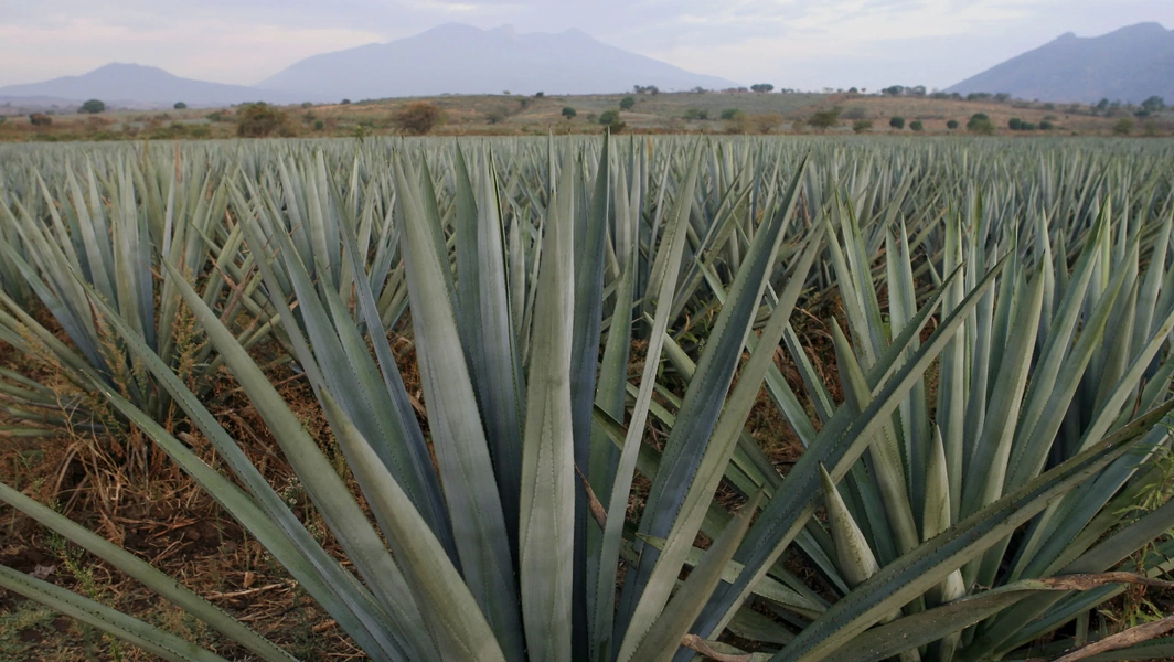 Tequila lovers, here’s what’s really in your glass
