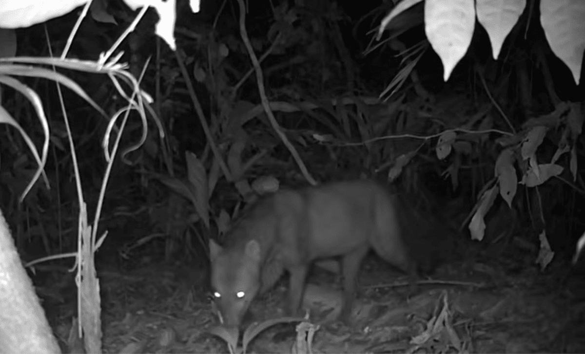 Hidden cameras finally expose the Amazon’s mysterious ‘ghost dog’ after ...