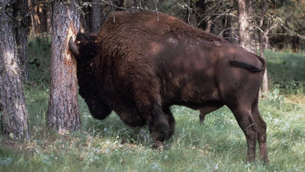 8 remarkable bison of unusual size and strength