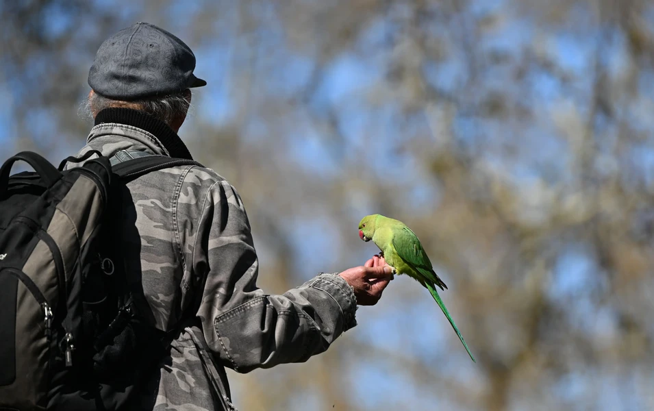 Chris Packham questions 'xenophobia' in UK parakeet debate