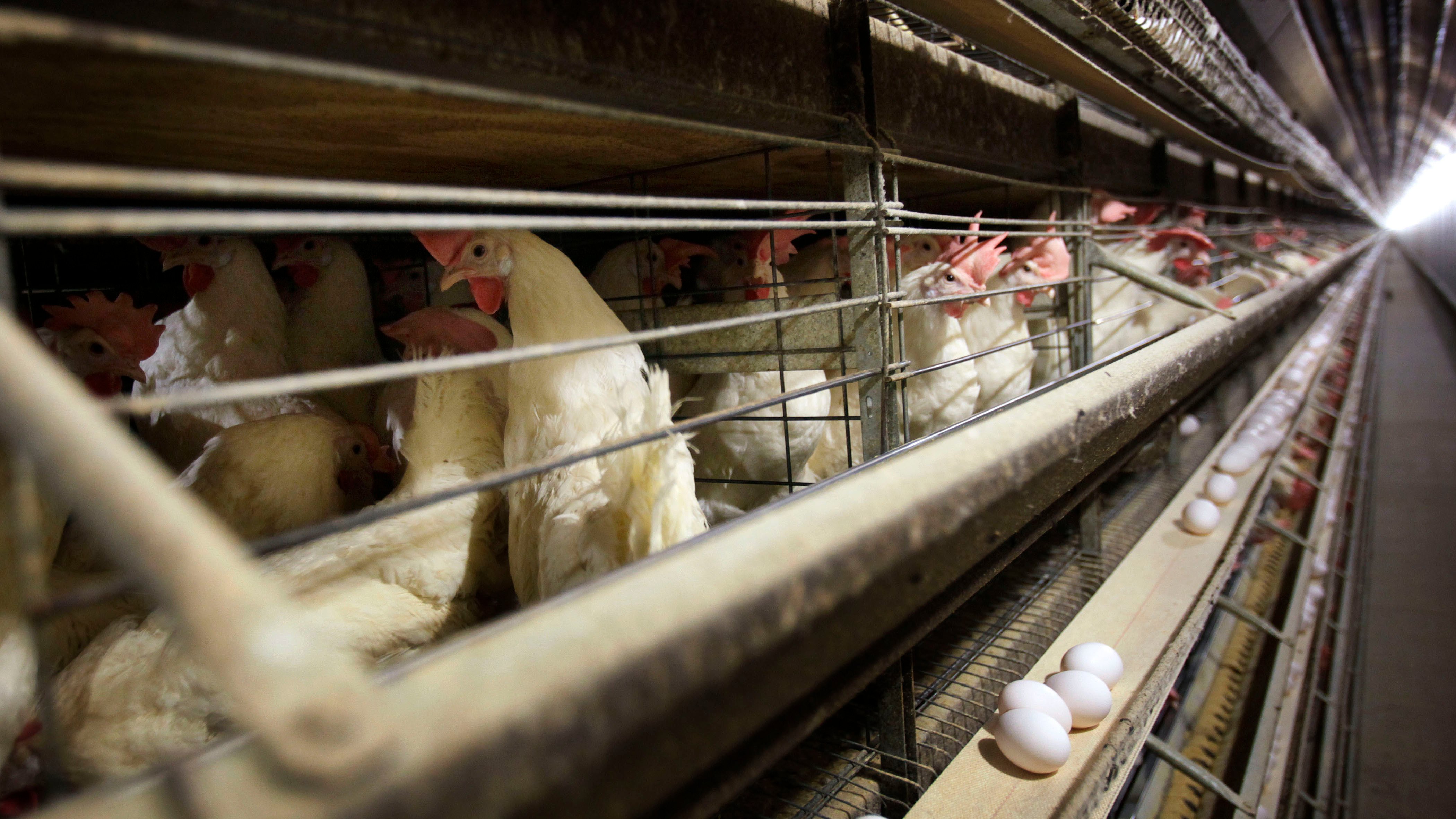 Sacrifican a más de 445 aves tras detectarse una cepa de gripe aviar en ...