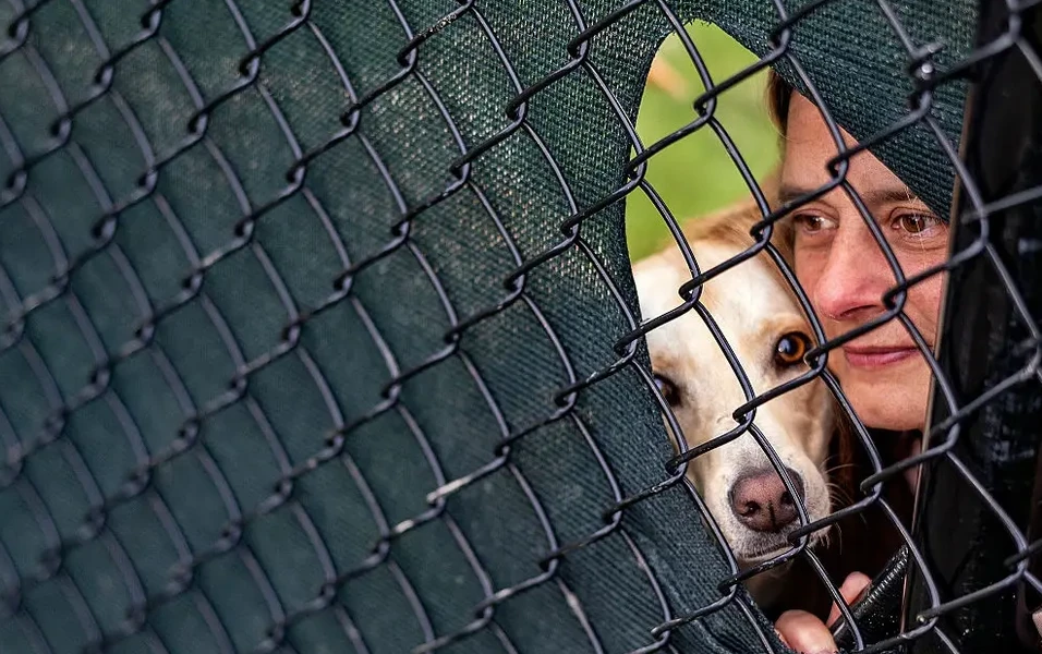 Experts explain why some dogs bond with one favorite person