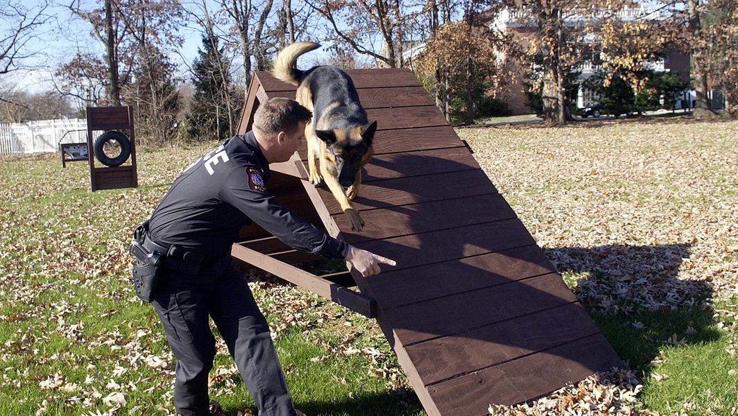 10 dog breeds loyal to one special person