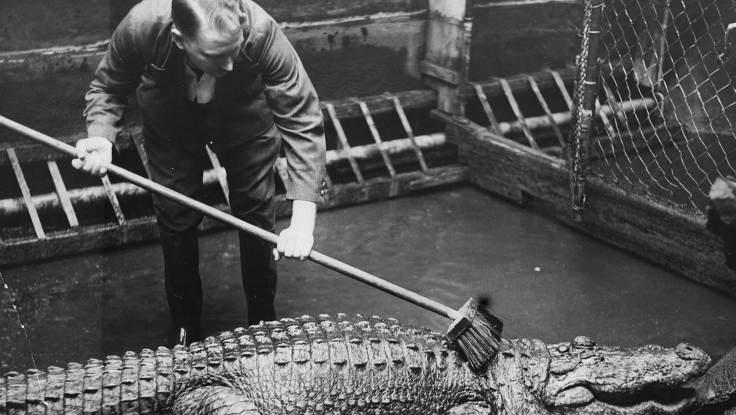 Muja: The world’s oldest captive alligator
