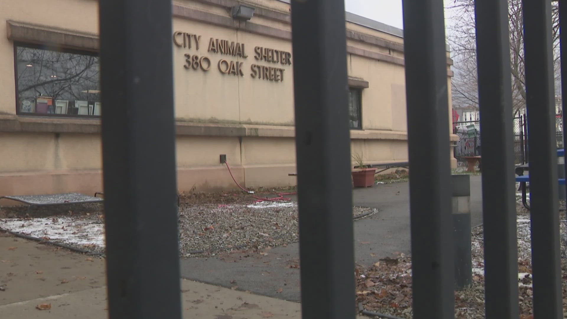 City of Buffalo Animal Shelter nearing max capacity