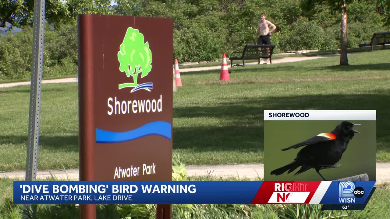'Dive bombing' bird warning