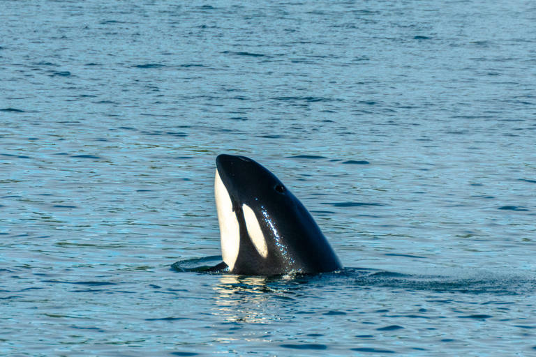 Watch orcas spyhop around a man's boat in Antarctica: A stunning and ...