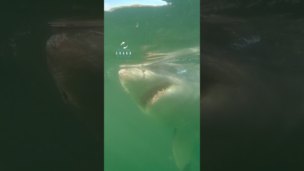 Great White Shark Keeps Her Eye Above The Water Watching