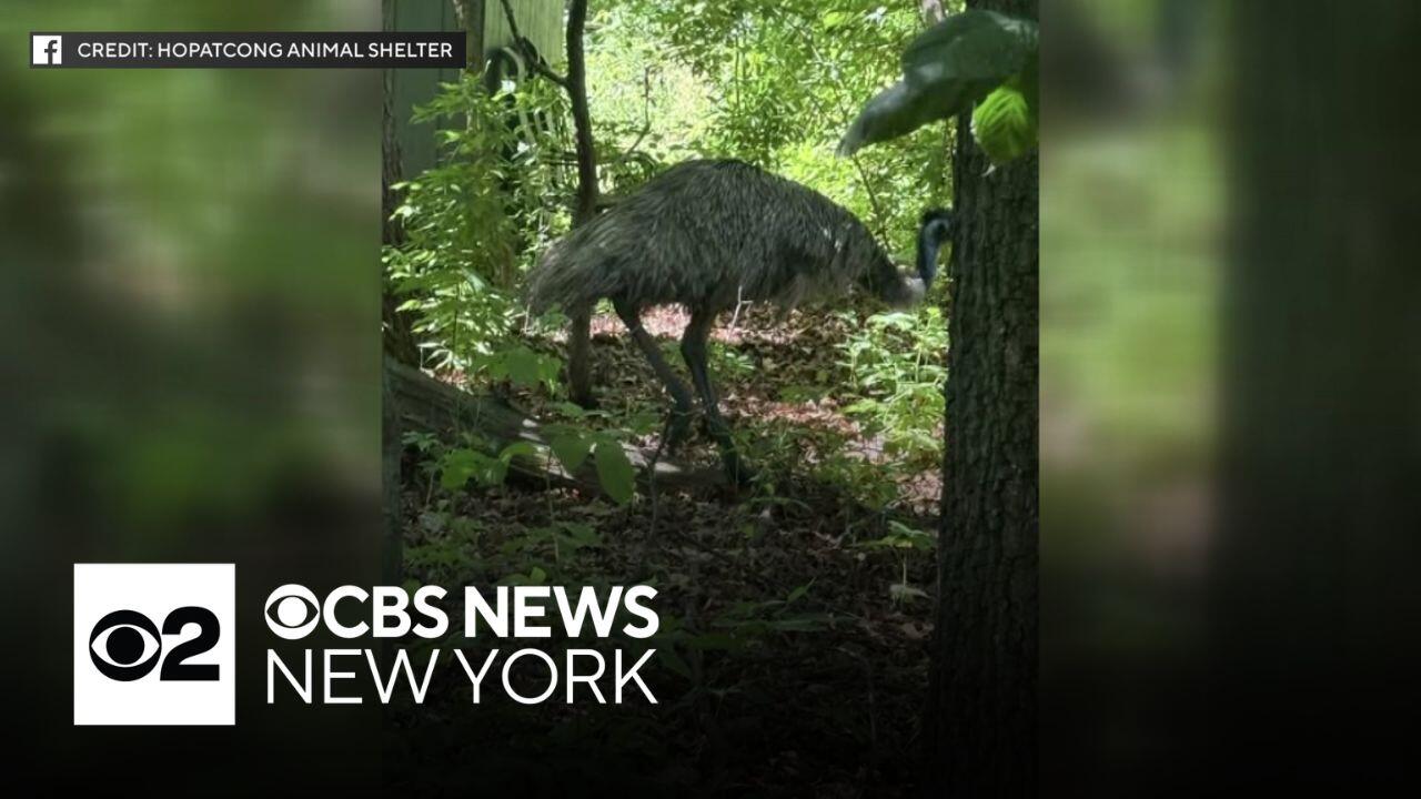 Emu on the loose in New Jersey, animal shelter says