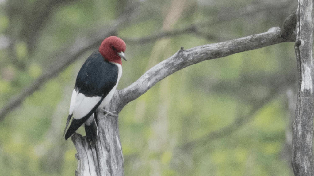 Calgary photographers, bird watchers flock to catch a glimpse of rare ...