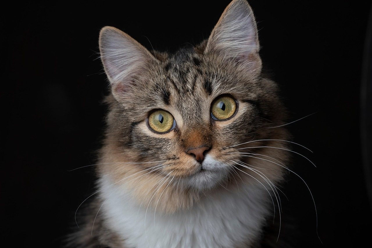 Why cats do incredibly silly things at home