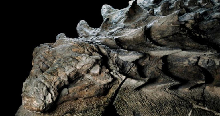The nodosaurus, the armored dinosaur that roamed the Earth 100 million ...