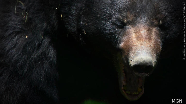 Deputies issue warning after bear killed in Georgia crash