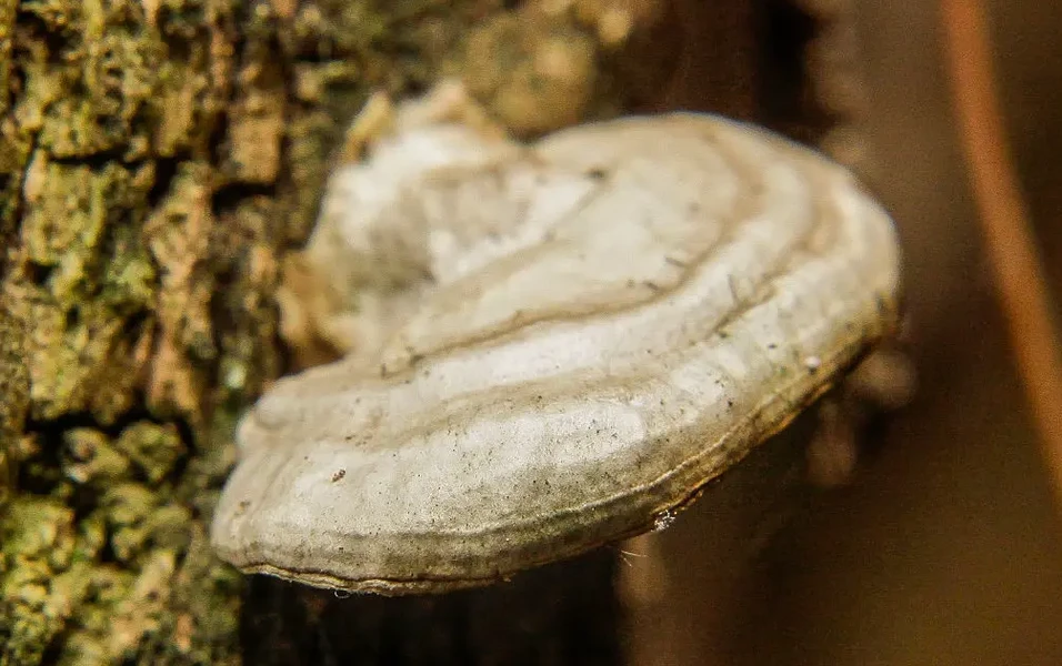 Global report warns 411 fungal species threatened with extinction