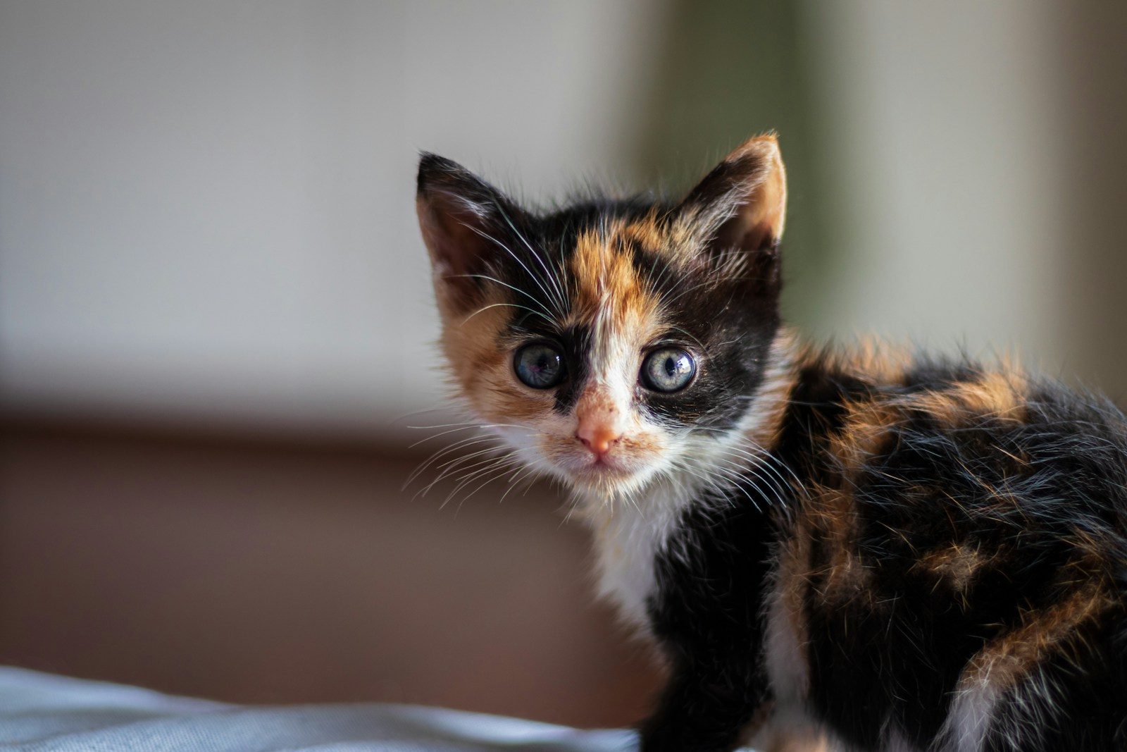 Why cats respond to some names better than others