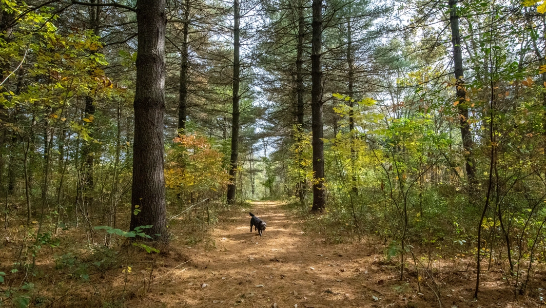 Trail-tested tips for unforgettable dog hikes