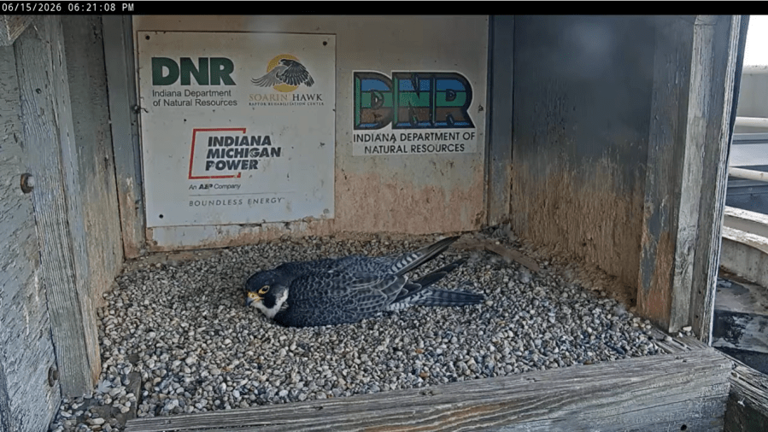 I&M Tower falcon egg not viable, firework show relocated
