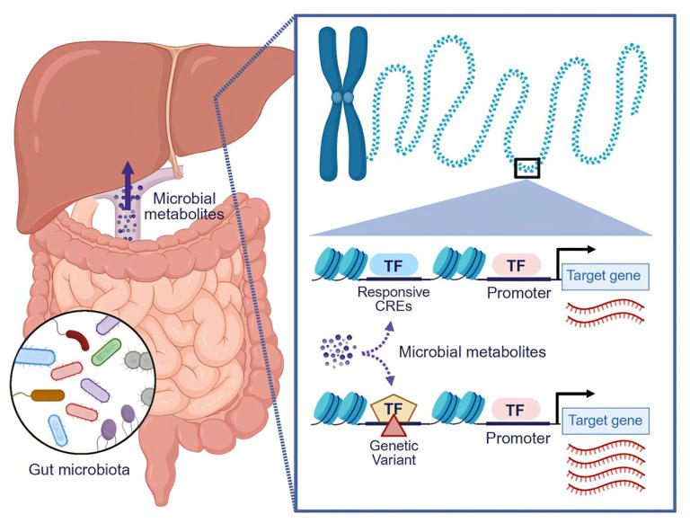 Your gut talks to your liver: Study reveals how microbes influence ...