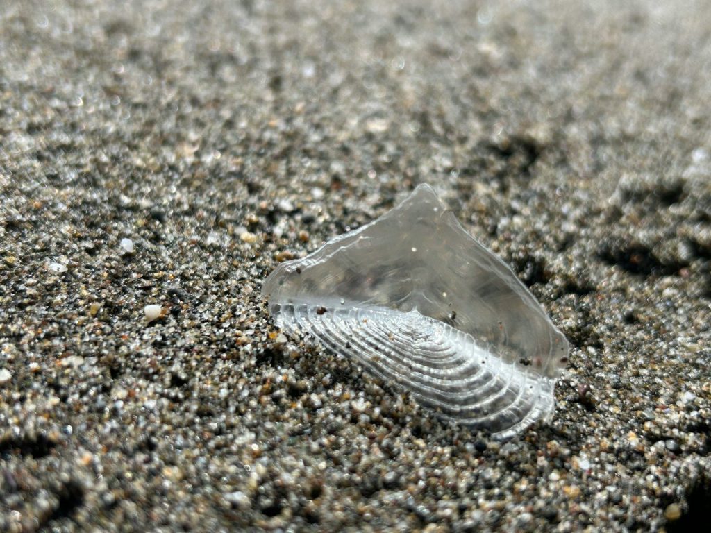 Why thousands of tiny blue sailboats are washing up on beaches