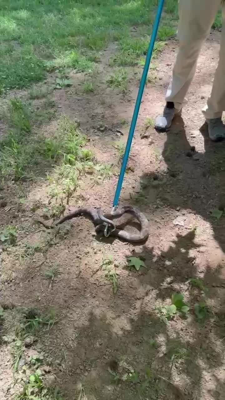 Snake 3