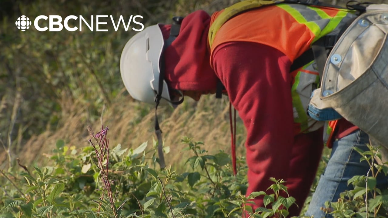 Tree planting project continues on Tłı̨chǫ lands, with a 'lot of work ...