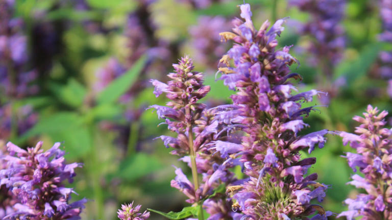 Not bee balm, not fuchsia: The violet-blue flower that hummingbirds can ...