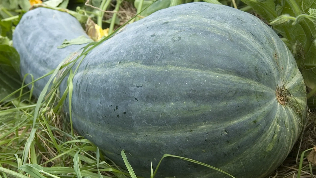 11 common mistakes when growing squash