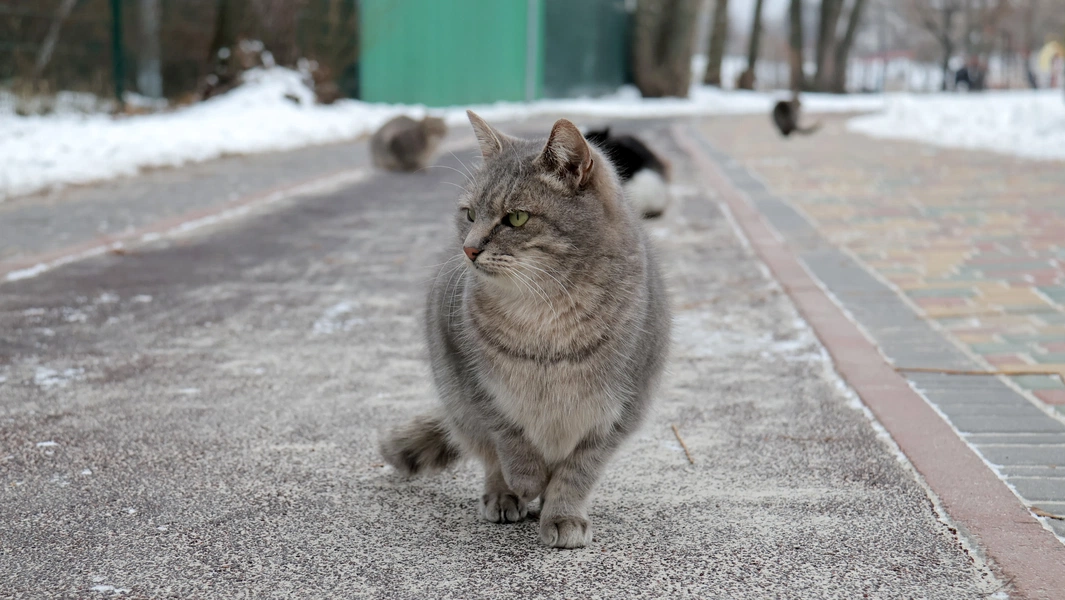 Keeping cats warm and safe in winter