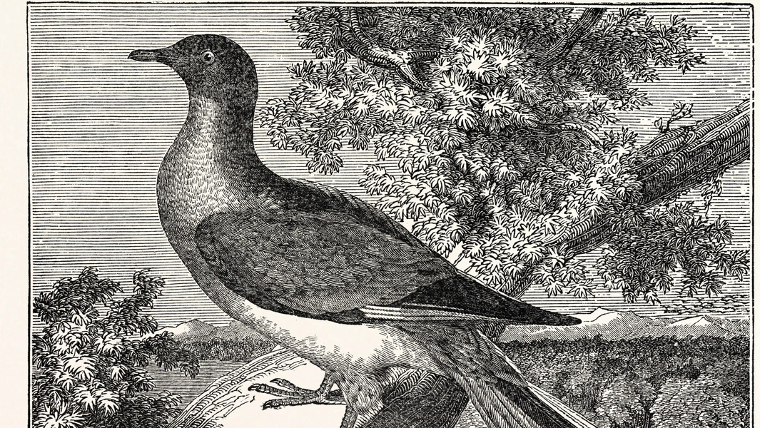 9 extinct and endangered species lost to human impact