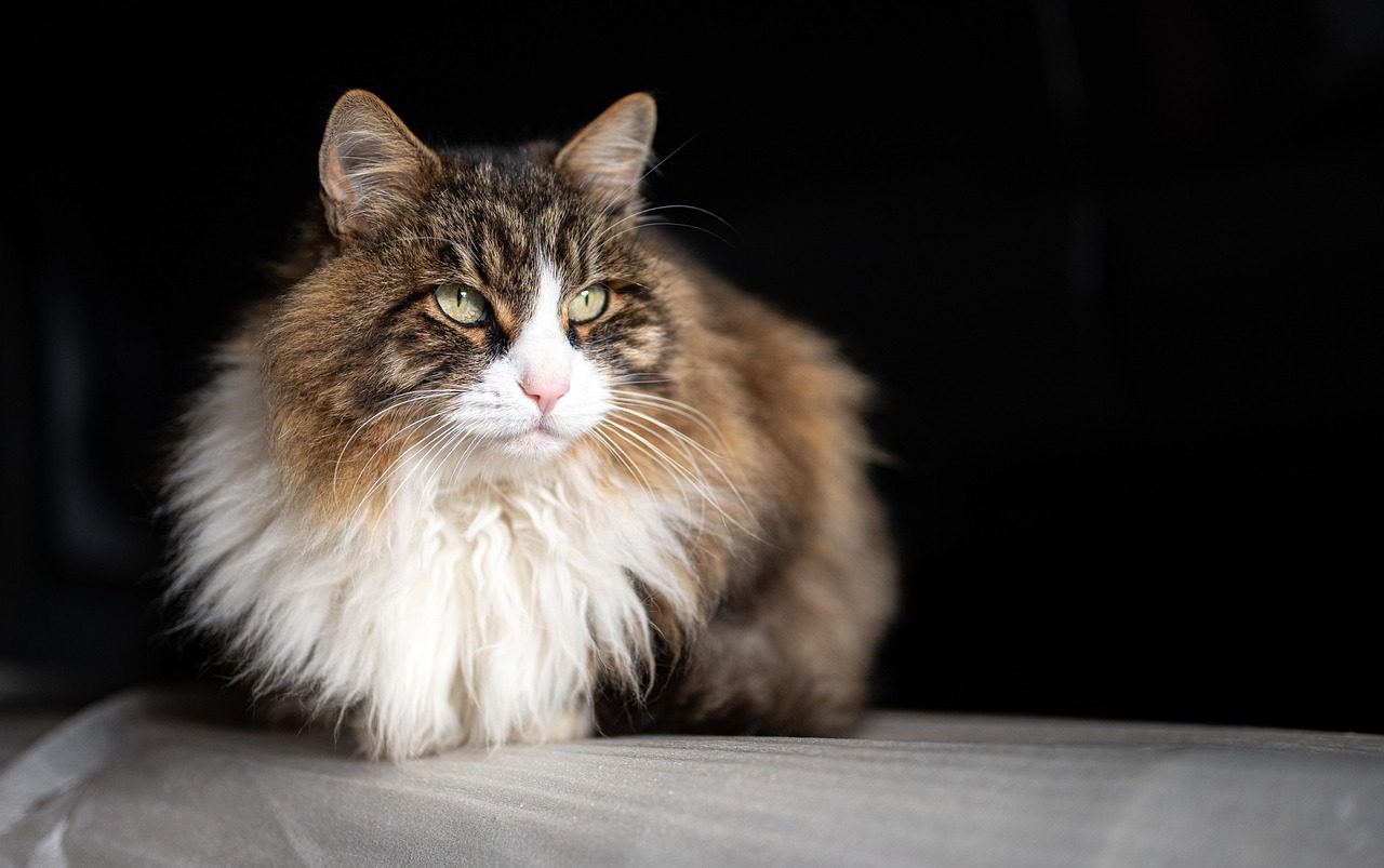 What to know before adopting cute cat breeds
