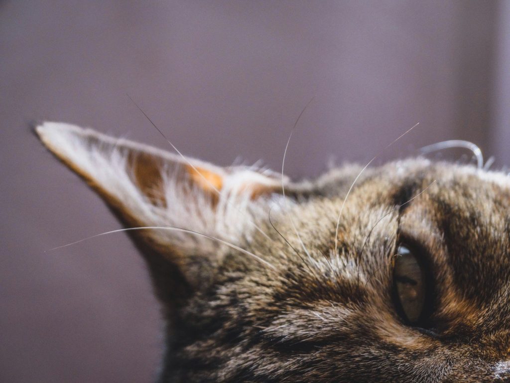 Why cats respond to some names better than others