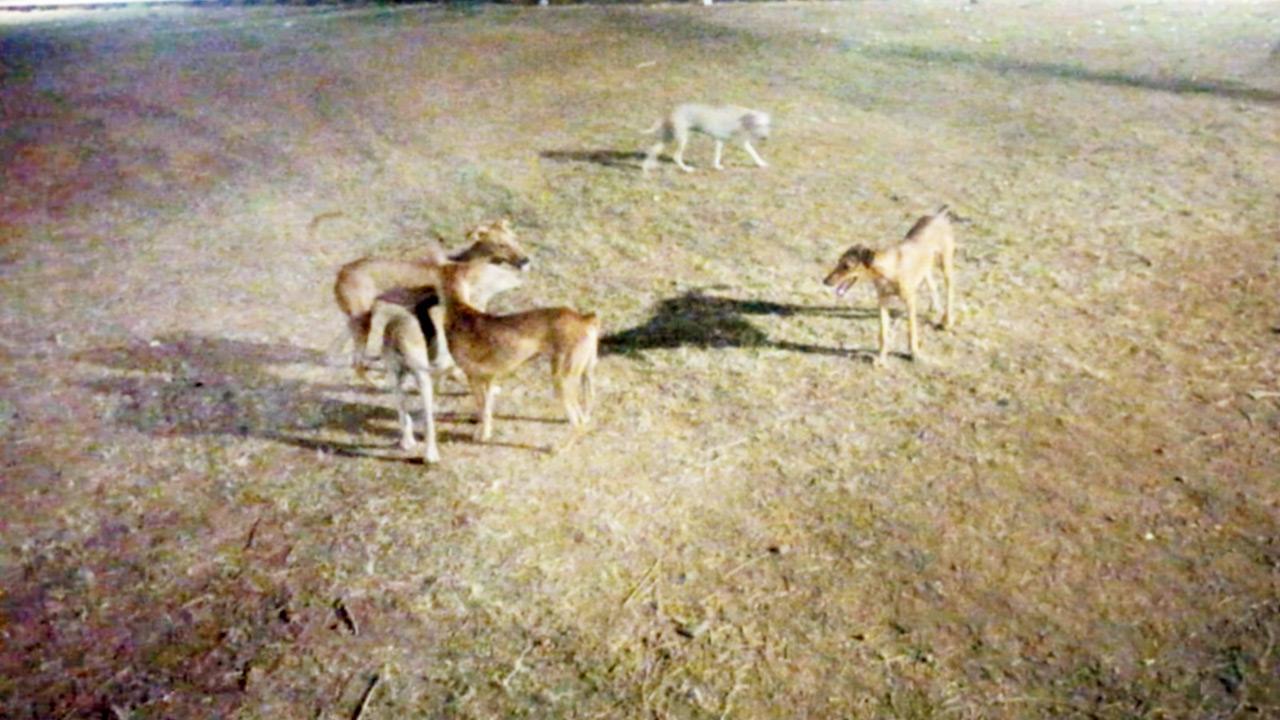 Navi Mumbai residents threaten HC move over stray dog menace in CBD Belapur