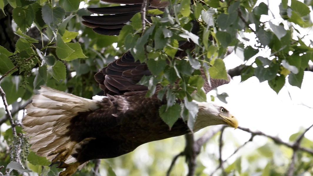 10 protected animals across the United States