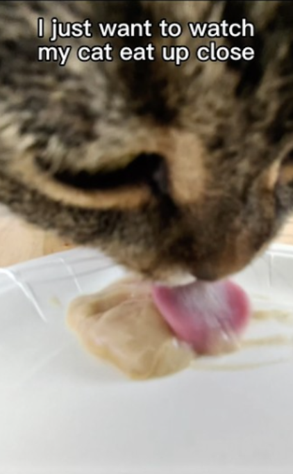 How to Watch Your Cat Eat in 4K Funny Moment