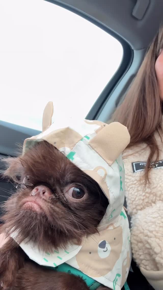 Brussels Griffon puppy love moment